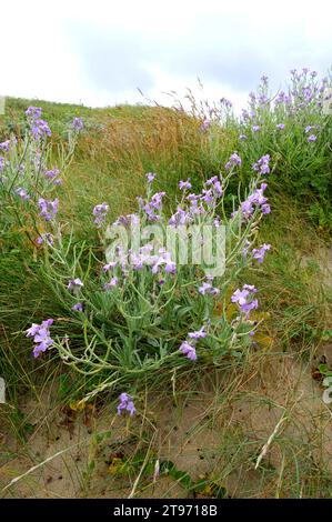 Matthiola sinuata is a biennial plant native to south and west European ...