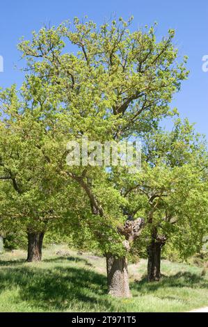 Valencian oak (Quercus faginea) is a deciduous tree native to Iberian ...