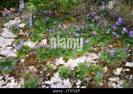 Pyrenean Violet, Ramonda pyrenaica, Gesneriaceae, France & Spain ...