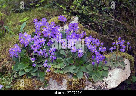 Pyrenean Violet, Ramonda pyrenaica, Gesneriaceae, France & Spain ...