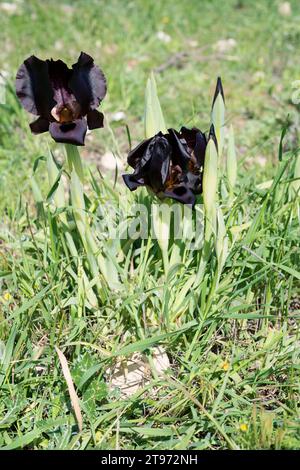Jordan iris (Iris nigricans) is an endemic plant native to Jordan. It ...