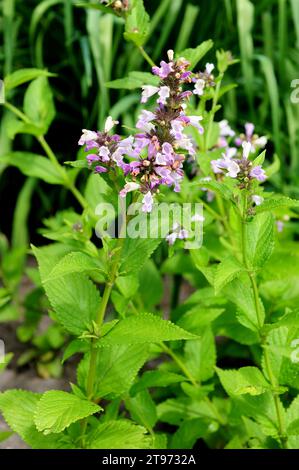 Nepeta (Nepeta subsessilis) is a perennial herb native to Japan Stock ...