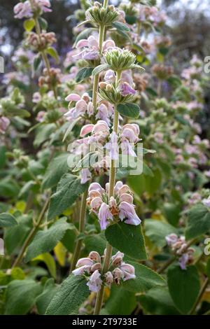 Moroccan sage (Phlomis bovei maroccana) is a shrub native to Morocco ...