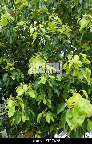 Leaves and flowers of the camphor tree (Cinnamomum camphora Stock Photo ...