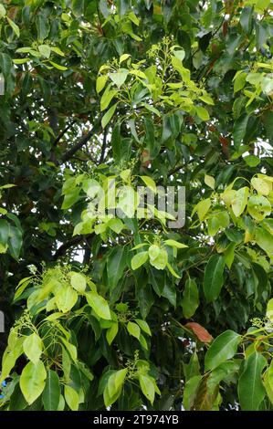 Leaves and flowers of the camphor tree (Cinnamomum camphora Stock Photo ...
