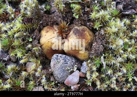 Rhizopogon luteolus, also called Rhizopogon obtextus, commonly known as ...