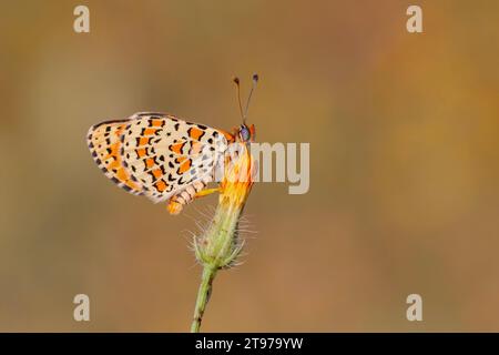 Beautiful iparhan butterfly ; Melitaea trivia ( Syriaca Stock Photo - Alamy