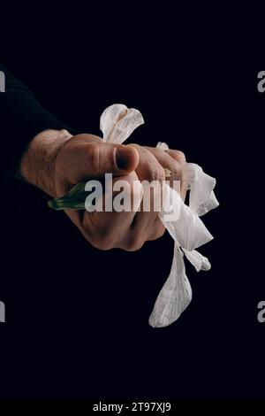 hand crumpling white fragile flower, metaphor of violence abuse ...