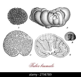 Winter truffle, Muscat truffle (Tuber brumale) Spores Stock Photo - Alamy