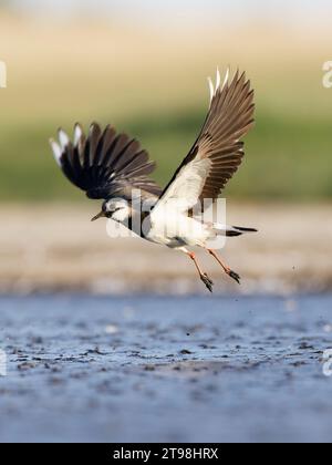 Close up of flying Lapwing , Vanellus vanellus, flying high and looking ...