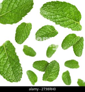 Fresh mint leaves falling on white background Stock Photo - Alamy