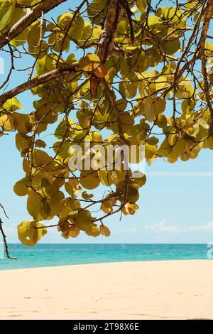 Sea Grape Tree In Moron Beach Of Las Terrenas Dominican Republic Stock ...