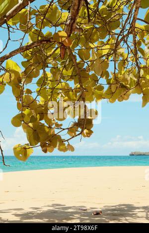 Sea Grape Tree In Moron Beach Of Las Terrenas Dominican Republic Stock ...