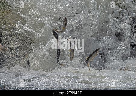 The pearl mullet or Van fish (Chalcalburnus tarichi) is a species of ...