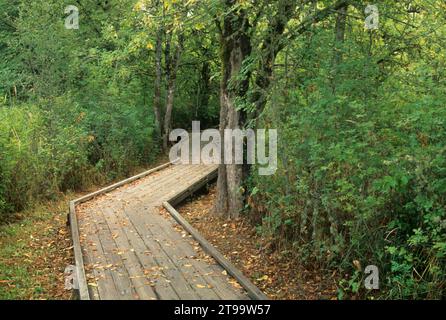 Boardwalk, Jackson-Frazier Wetland Park, Corvallis, Oregon Stock Photo ...