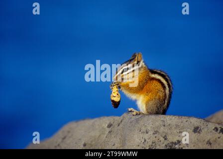 Chipmunk, Olallie Lake Scenic Area, Mt Hood National Forest, Oregon ...