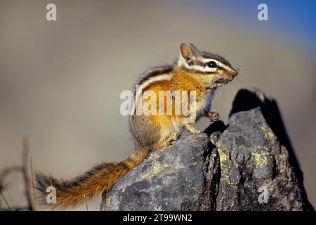 Chipmunk, Olallie Lake Scenic Area, Mt Hood National Forest, Oregon ...