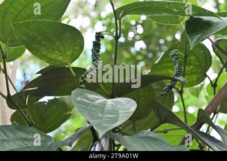 A green Peppercorn spike hanging from a Black pepper vine (Piper nigrum ...