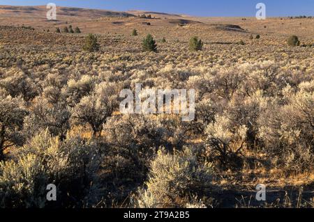 Rangeland east of Paulina, Crook County, Oregon Stock Photo - Alamy