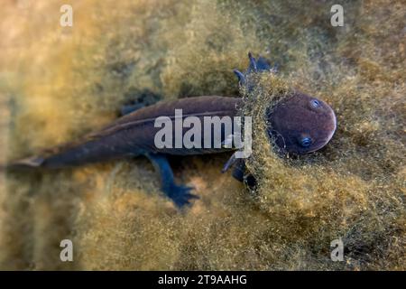 An Grey axolotl in Mexican waters, showcasing its unique terrestrial ...