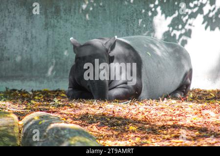 Malayan tapir sleeping in the shade of a tree, Tapirus indicus ...