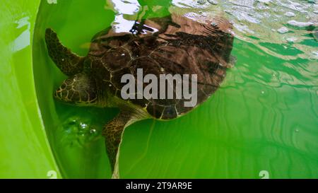 Treatment center for injured caretta caretta sea turtles. "Dekamer ...