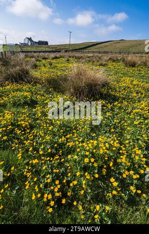 Marsh marigolds Caltha palustris, vivid golden yellow flowers blooming ...
