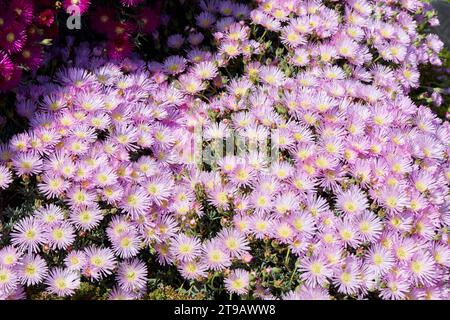 Lampranthus plants and pink flowers texture background in spring ...