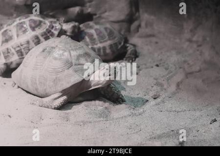 Yellow-headed Indian tortoise, a group of animals in a terrarium. A ...
