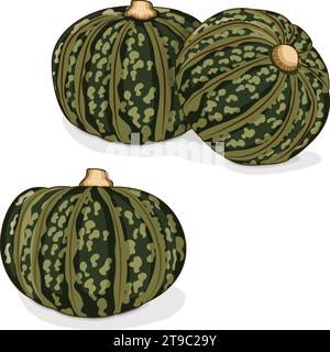 Group of Kabocha winter squash pumpkins. Chestnut squash. Cucurbita ...