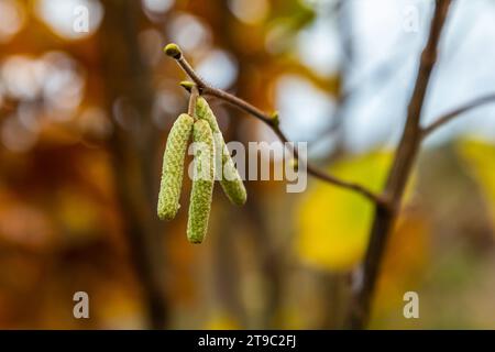Witch-hazel tree autumn leaves, colouring plant leaves Stock Photo - Alamy