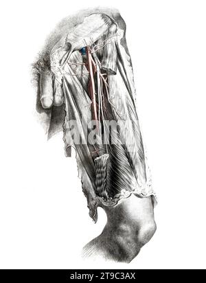 Medizin, menschliche Anatomie, das Kreislaufsystem, Blutkreislauf ...