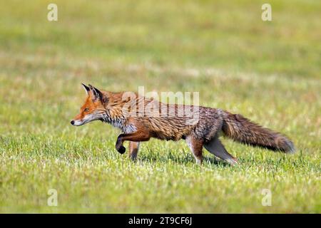 Solitary red fox (Vulpes vulpes) stalking prey in freshly mowed meadow ...