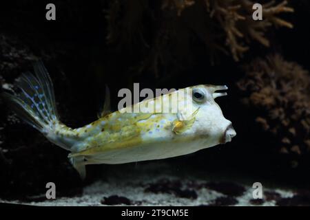 Horned trunckfish in water bassin in Ouwehands in Rhenen the ...