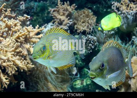 Horned trunckfish in water bassin in Ouwehands in Rhenen the ...