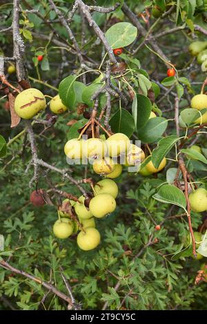 Pyrus communis sub. Pyraster European wild pear tree Stock Photo - Alamy