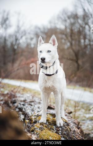 White Siberian husky princess resting on a big fallen tree and posing ...