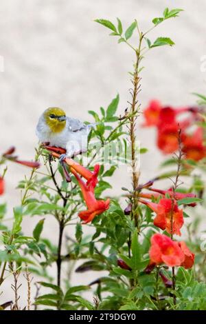 Verdin Bird and Bells of Fire Tecoma Plant Stock Photo - Alamy
