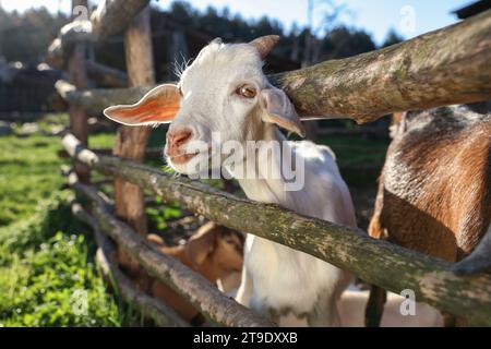 Cute goats inside of paddock at farm Stock Photo - Alamy