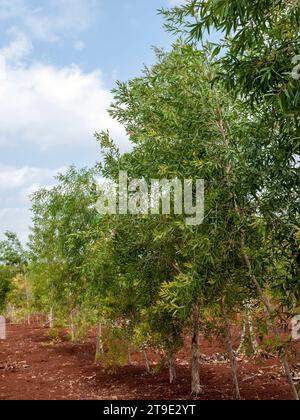 Cajuput trees (Melaleuca cajuputi) on the dry land, in Gunung Kidul ...