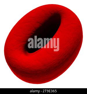 Stomatocyte. Illustration of a stomatocyte, an abnormal red blood cell ...