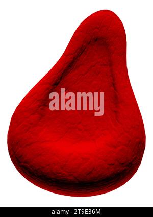 Dacrocyte. Illustration of an abnormal red blood cell, known as a ...