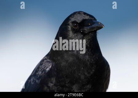 Common raven (Corvus corax), Boiler Bay State Park, Oregon Stock Photo ...
