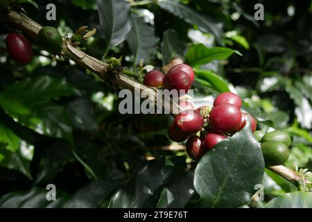 Indonesia, Sumatran arabica coffee trees with lots of fruit on a coffee ...