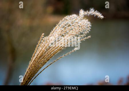 Dry plant found in nature background Stock Photo - Alamy