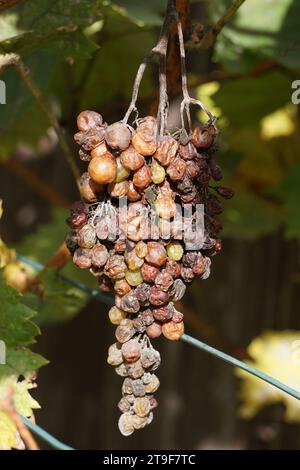 Powdery mildew on wine grapes, grape vine disease, Uncinula nectar Erysiphe necator, Spain Stock ...