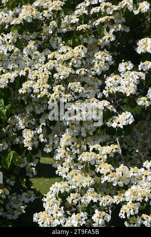 Close-up of a blooming guelder rose (viburnum x bodnantense) in the sun ...