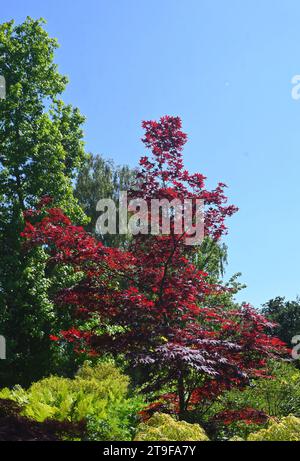 Acer palmatum ‘Red Emperor’ Japanese maple Red Emperor – red palmate ...