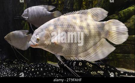 Close up an Albino Giant Gourami, Osphronemus goramy, white color ...
