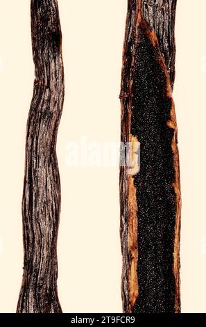 Vanilla planifolia ‘Vanilla Orchid’ – SEED POD & SEEDS Stock Photo - Alamy